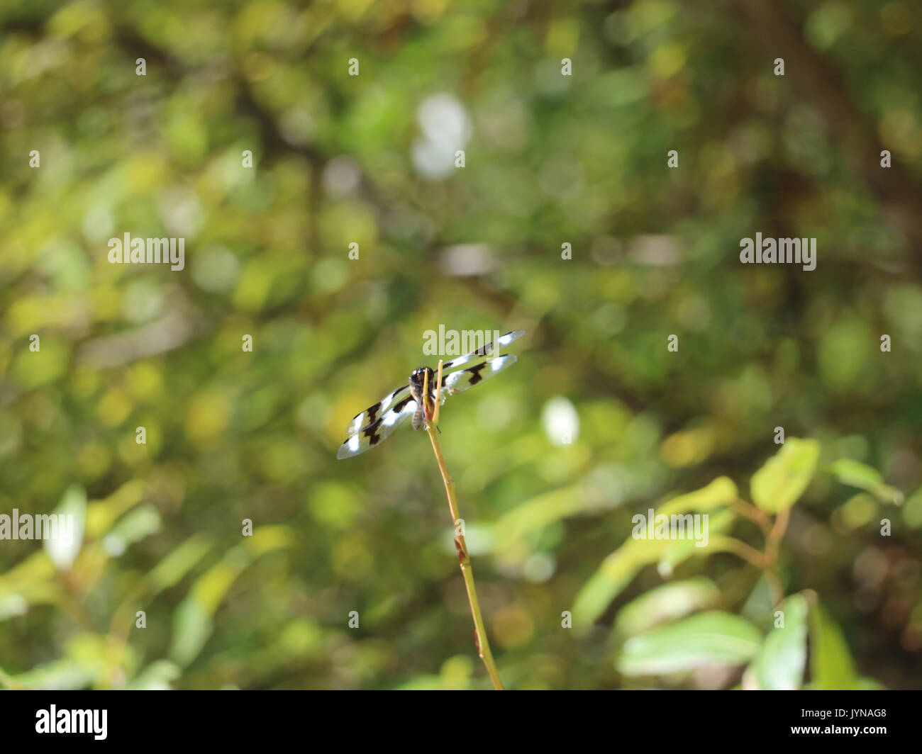Non stinging insect hi-res stock photography and images - Alamy