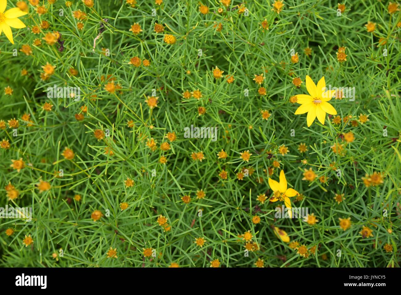 flowerbed of tickseed with withered and flowering plants, yellow ...