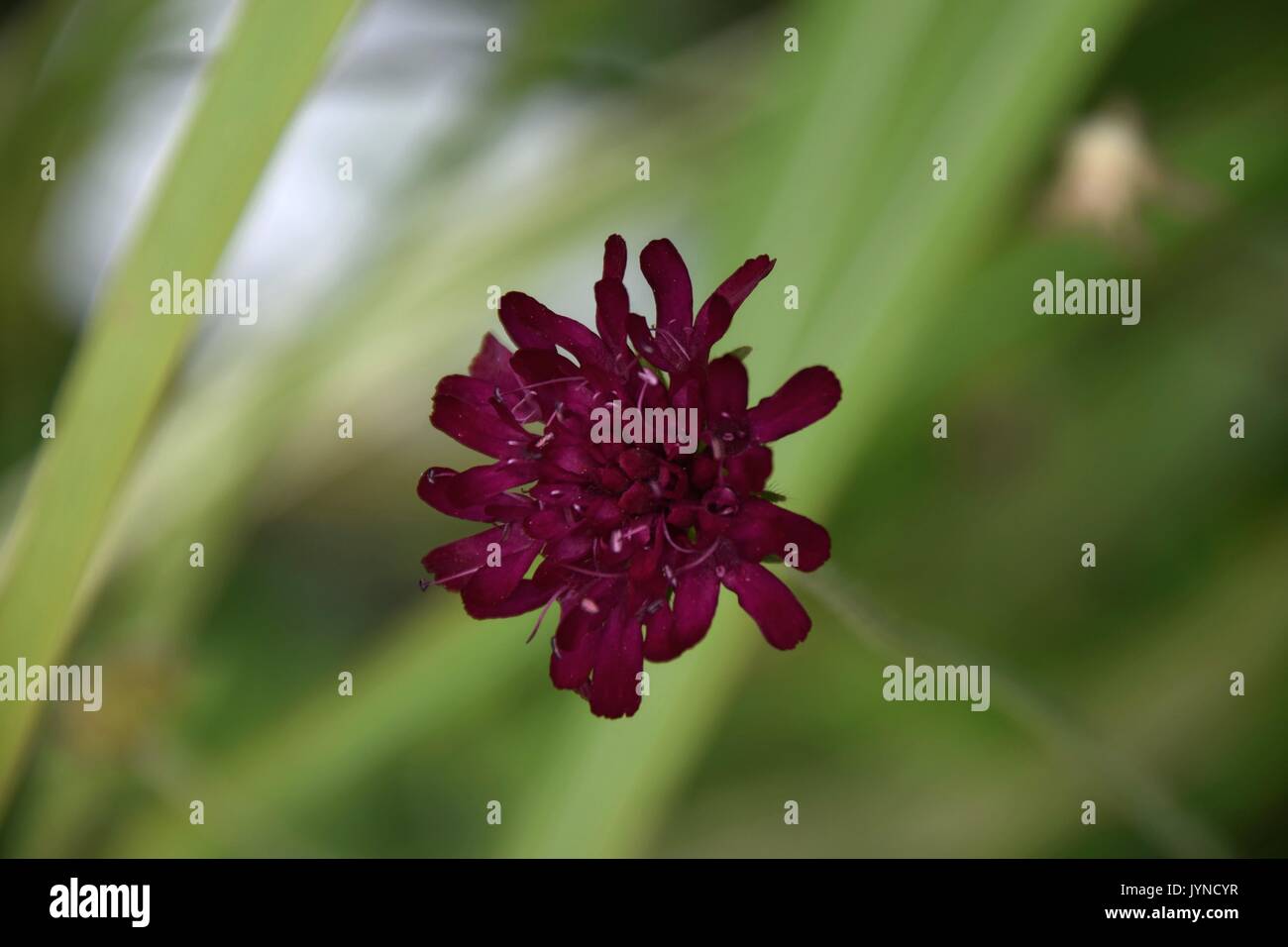 Knautia macedonia flower hi-res stock photography and images - Alamy