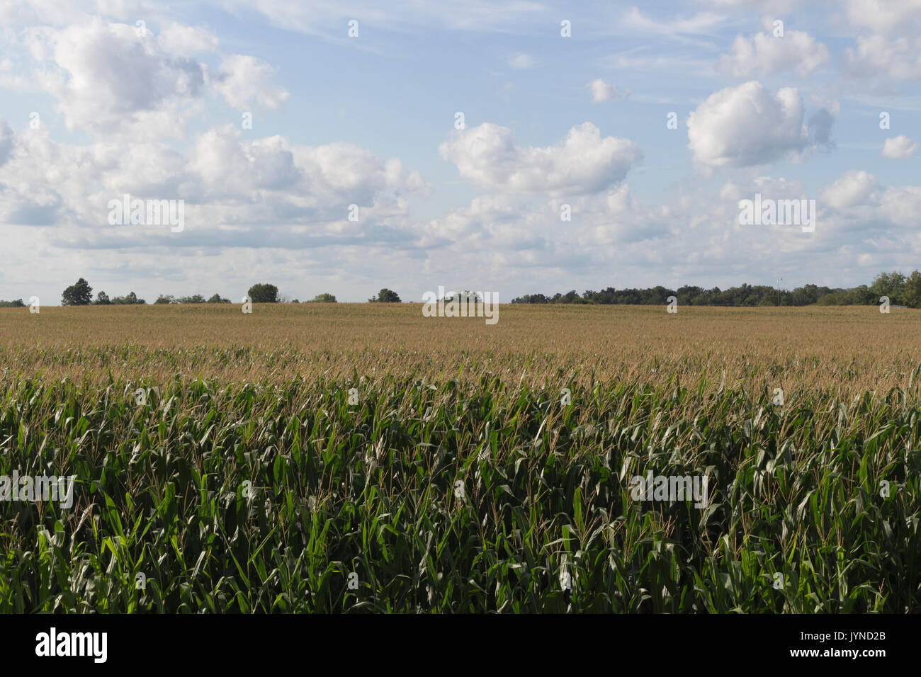 Corn field hi-res stock photography and images - Alamy