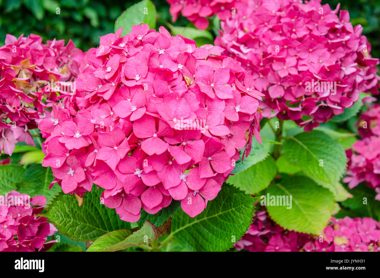 Hydrangea flowers blooms hi-res stock photography and images - Alamy