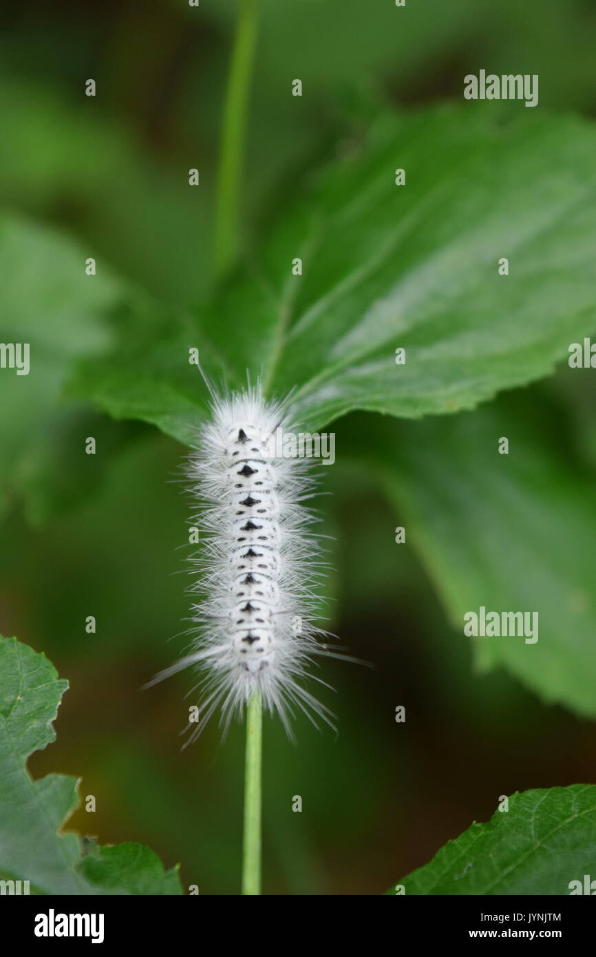 White Fuzzy Caterpillars