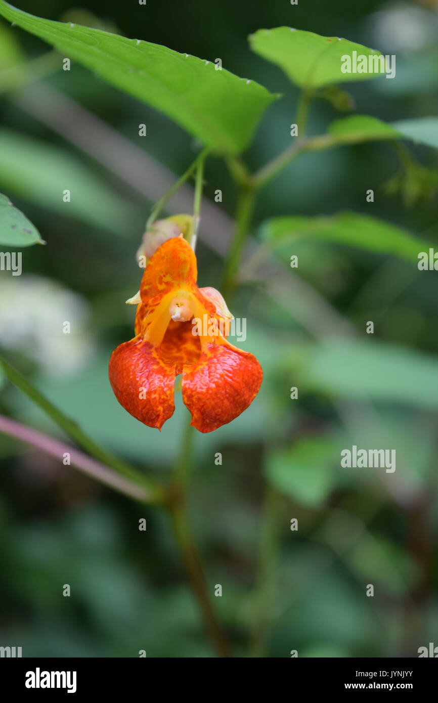 Touch me not Stock Photo - Alamy