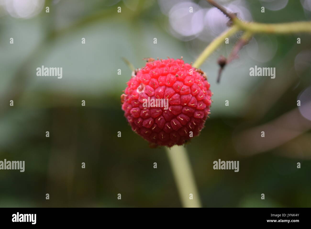 Boone fruit hi-res stock photography and images - Alamy