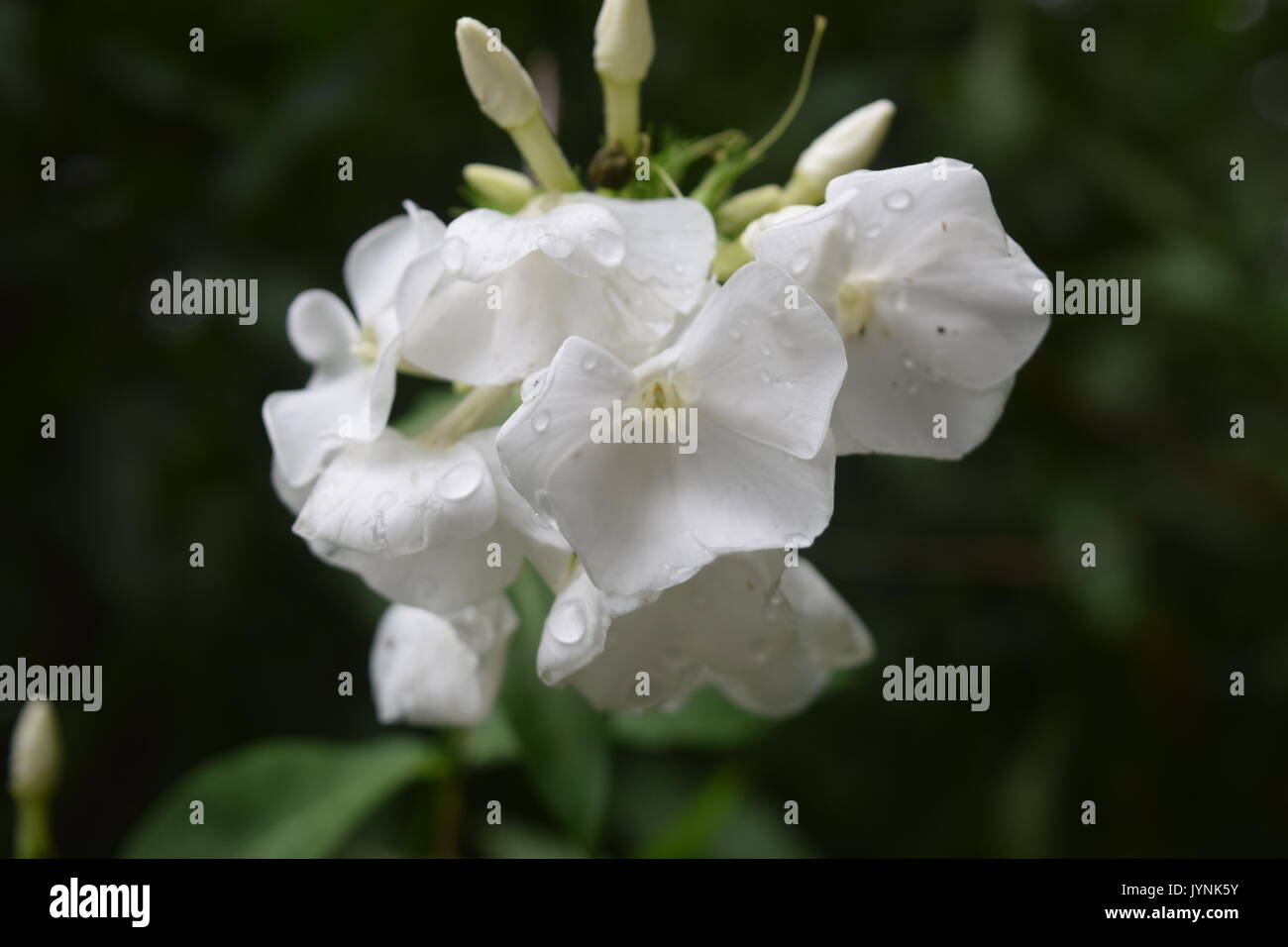 White dew hi-res stock photography and images - Alamy