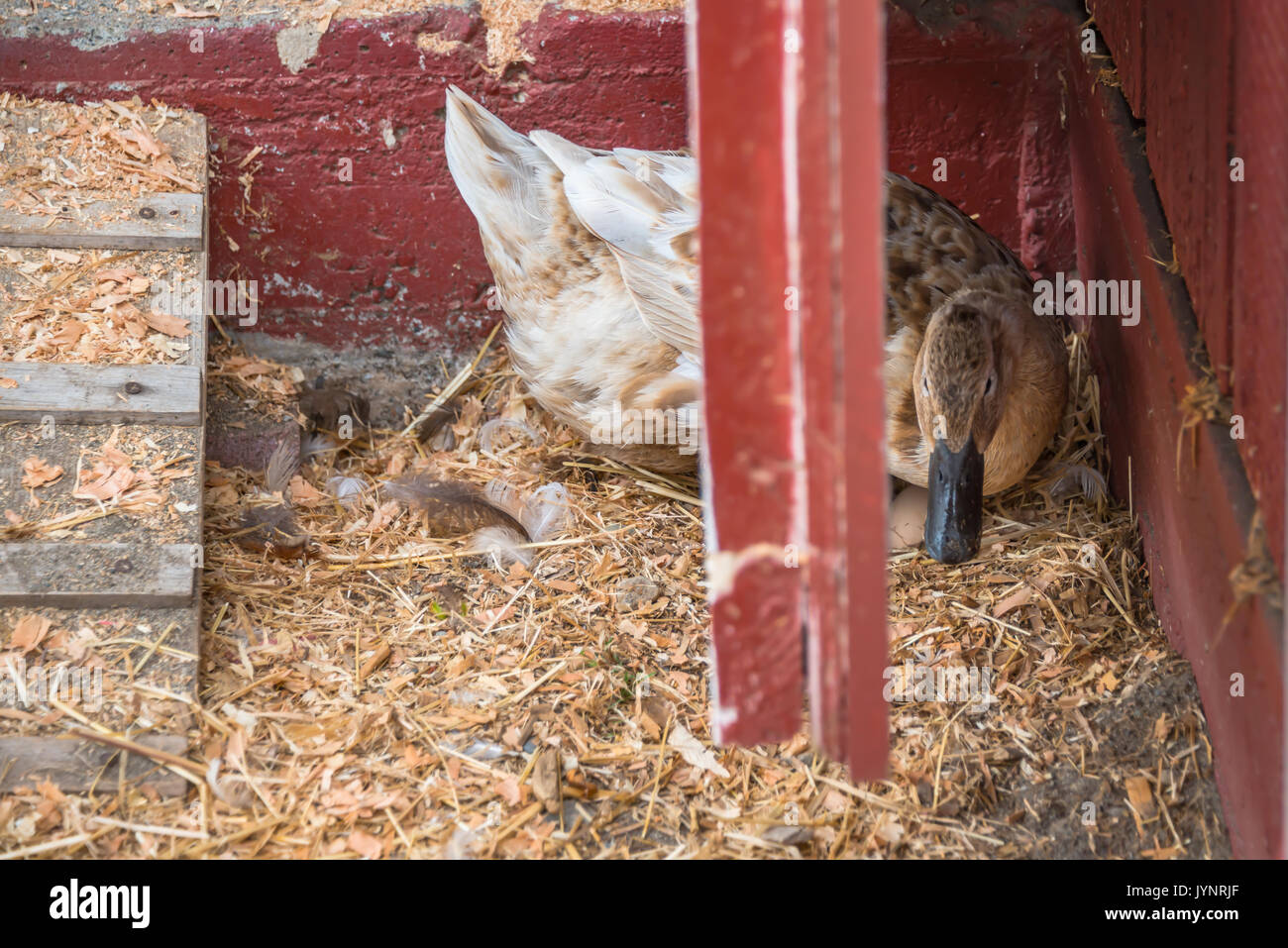 Duck Laying an Egg in a Barnyard Stock Photo - Alamy