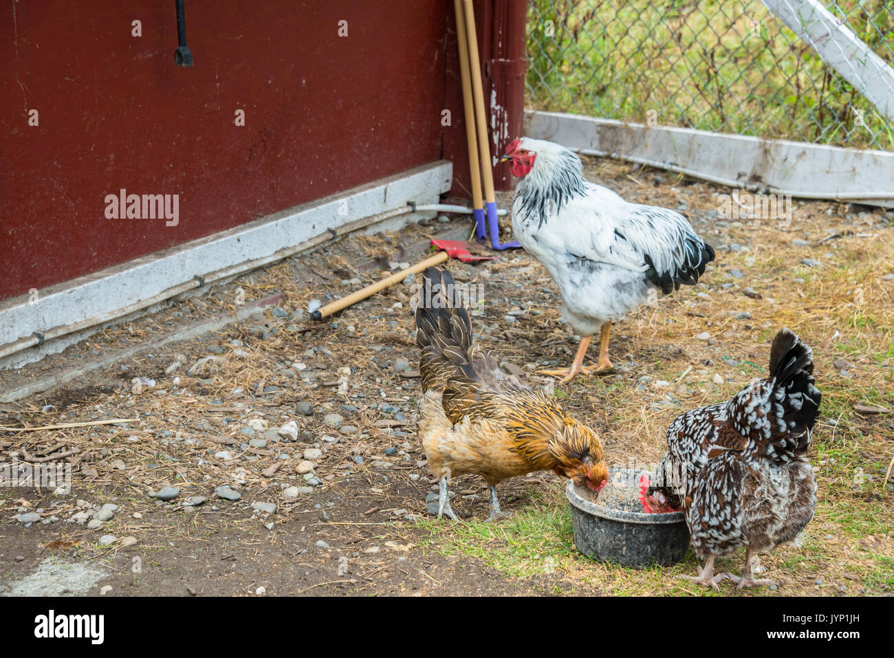 Rooster roosters hi-res stock photography and images - Alamy