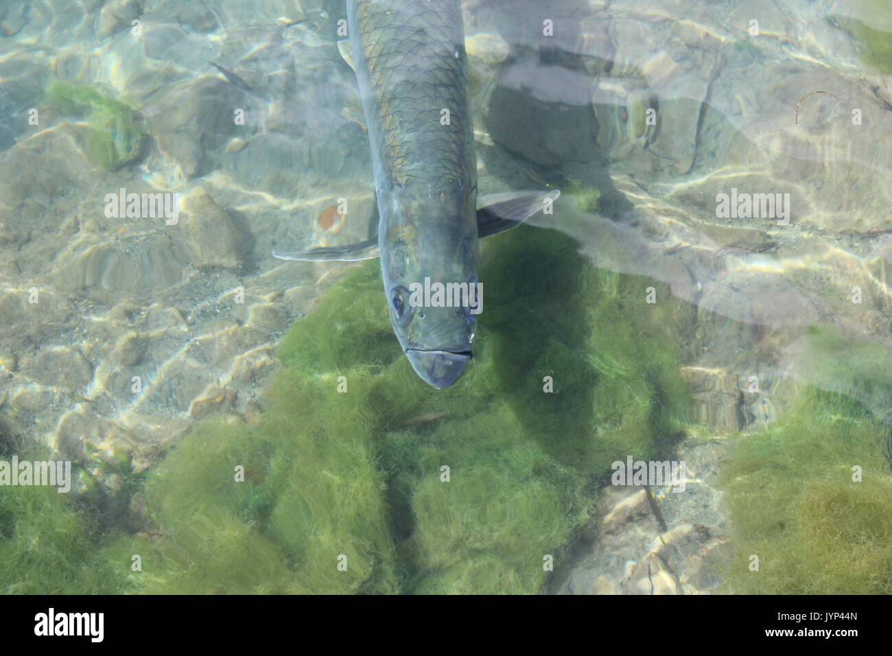 Shallow sea fish caribbean hi-res stock photography and images - Alamy