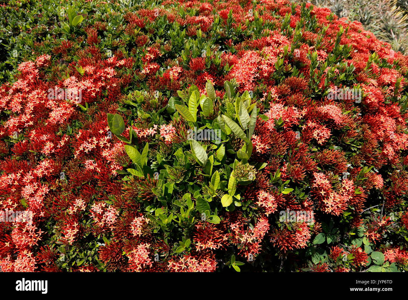 Dwarf red ixora hi-res stock photography and images - Alamy