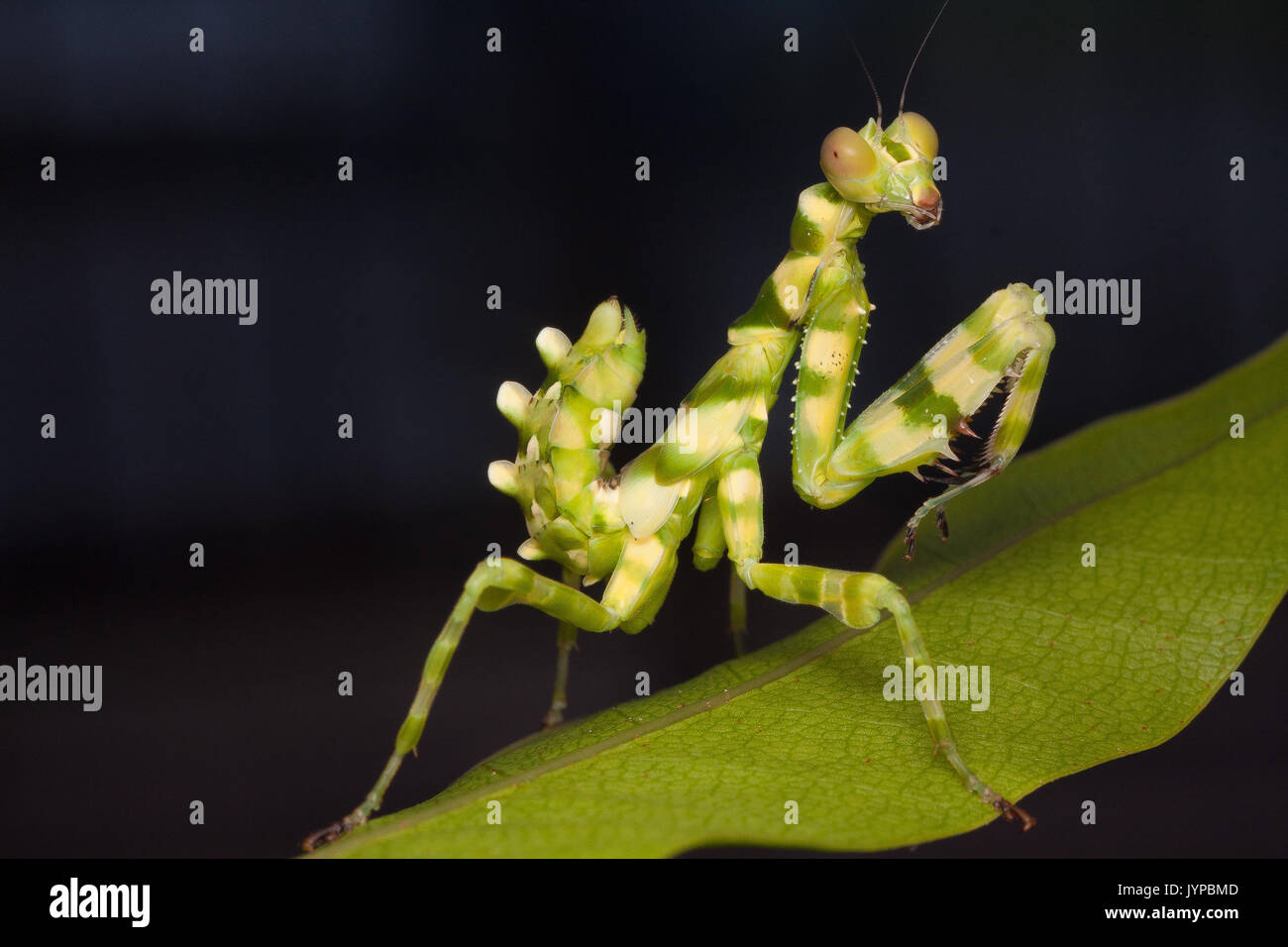 Banded flower mantis hi-res stock photography and images - Alamy
