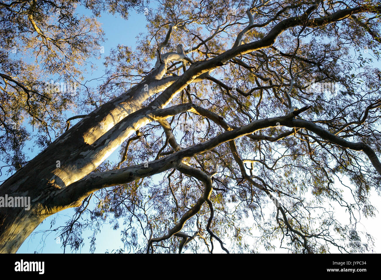 Blue gum trees hi-res stock photography and images - Alamy