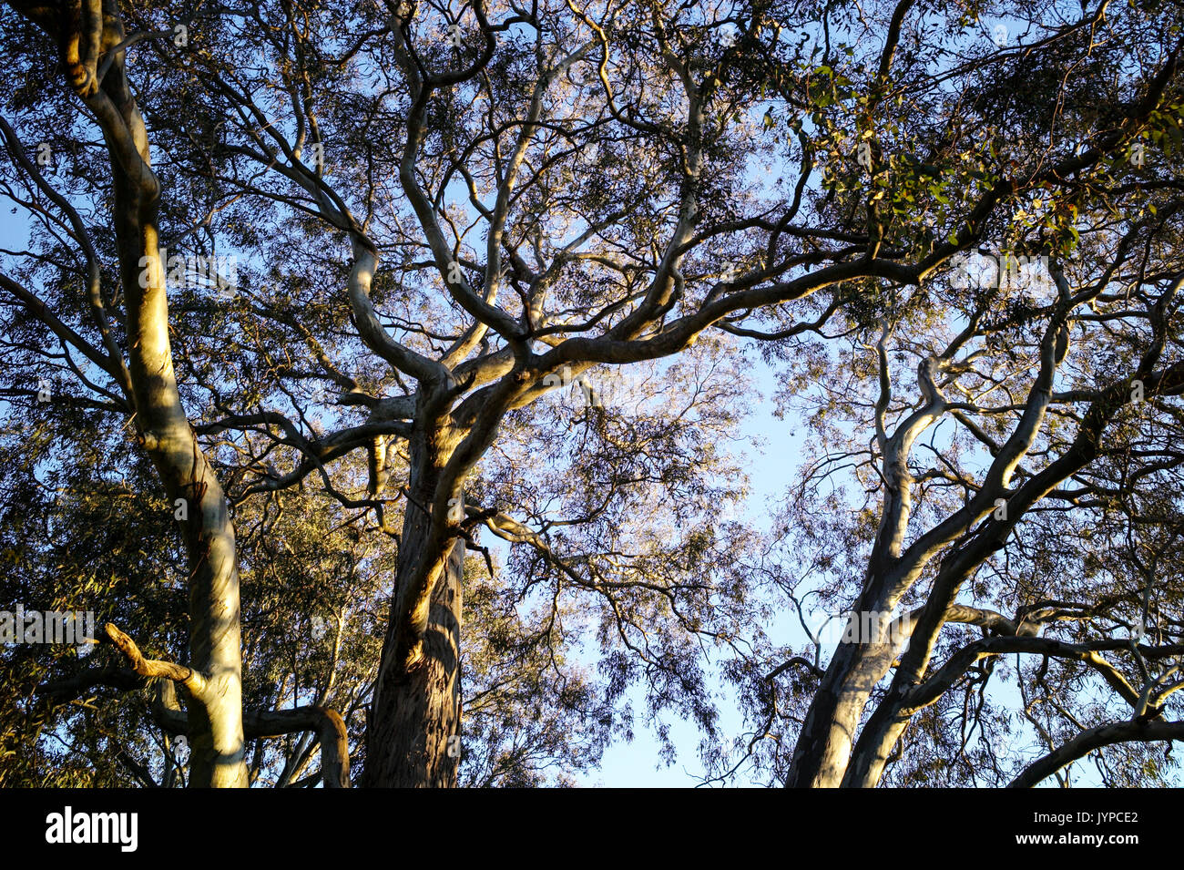 Looking up through branches against blue sky. Gum tree beside the Yarra ...