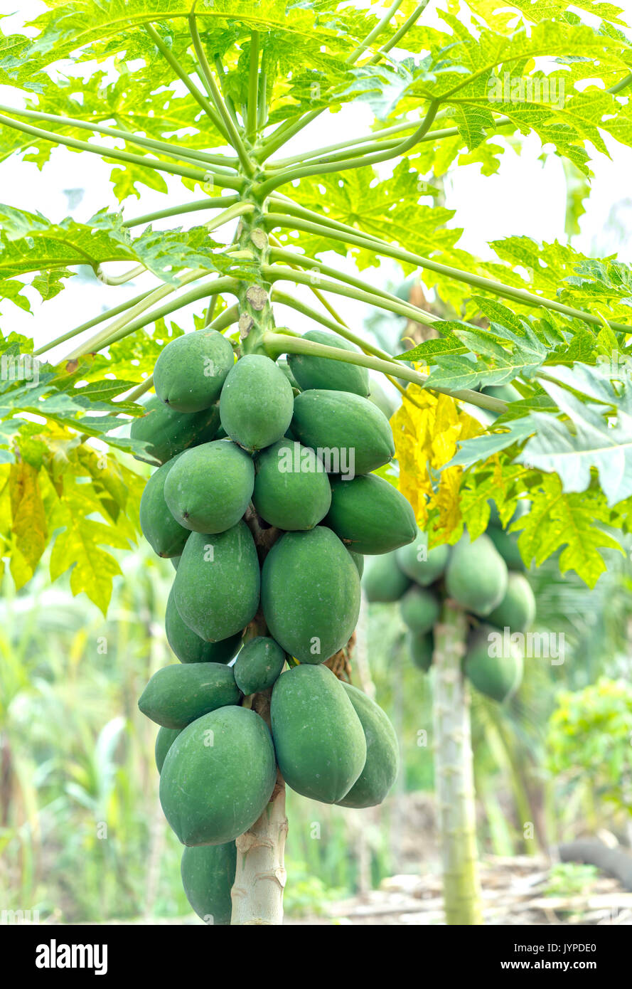 Fruity papaya trees on the tropical fruit garden Stock Photo - Alamy