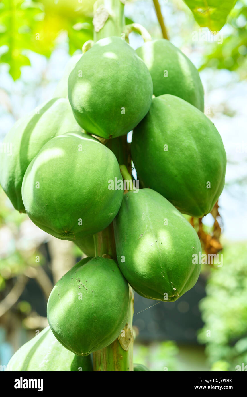 Fruity papaya trees on the tropical fruit garden Stock Photo - Alamy