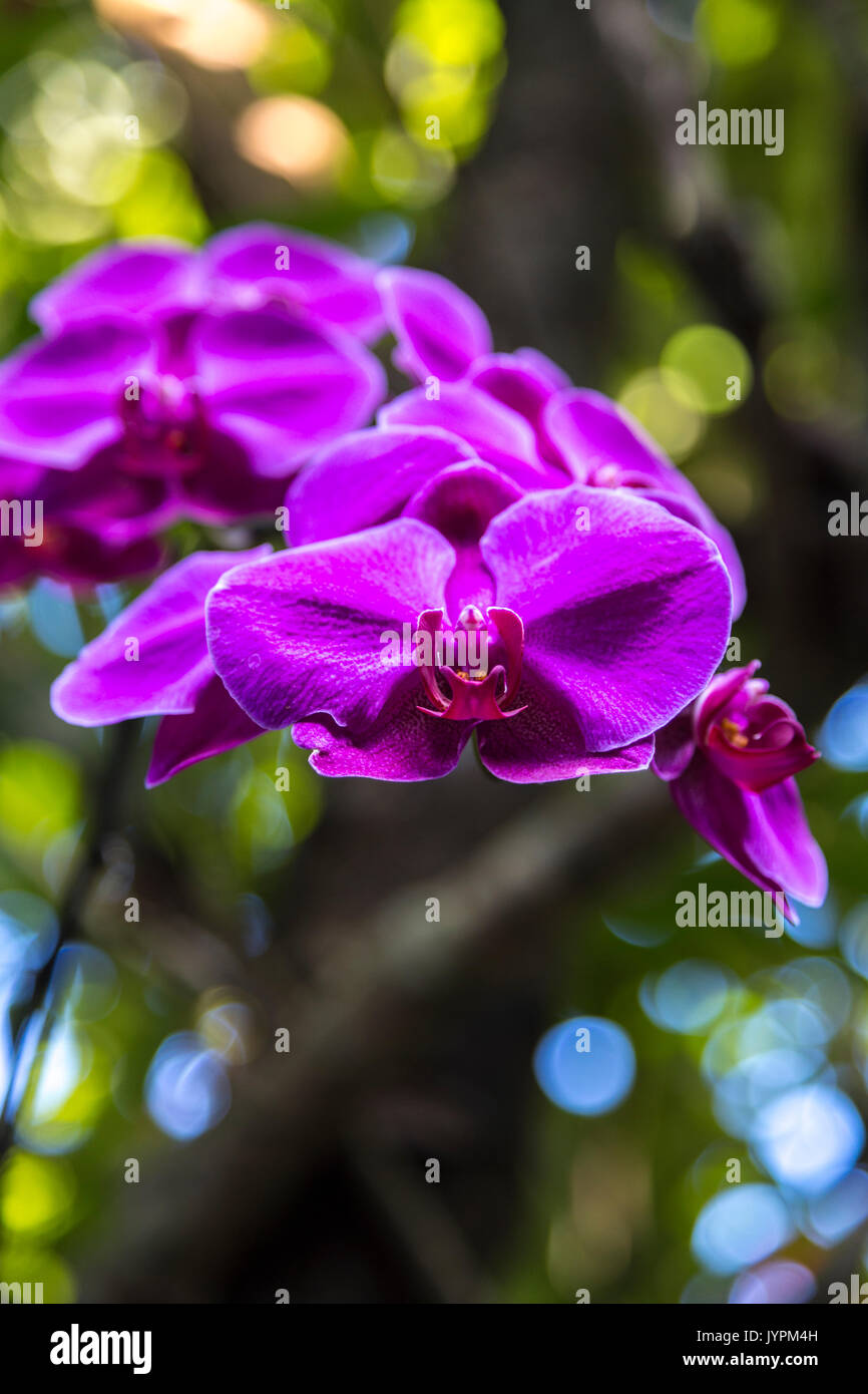 Spray of purple orchids with soft focus background in Bali, Indonesia ...