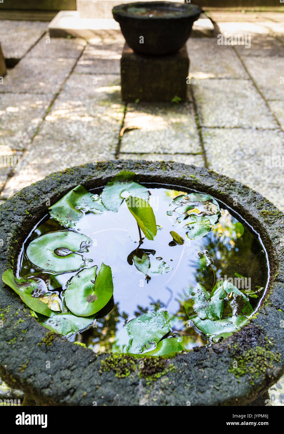 Traditional stone water basin with water lily leaves and reflections in ...