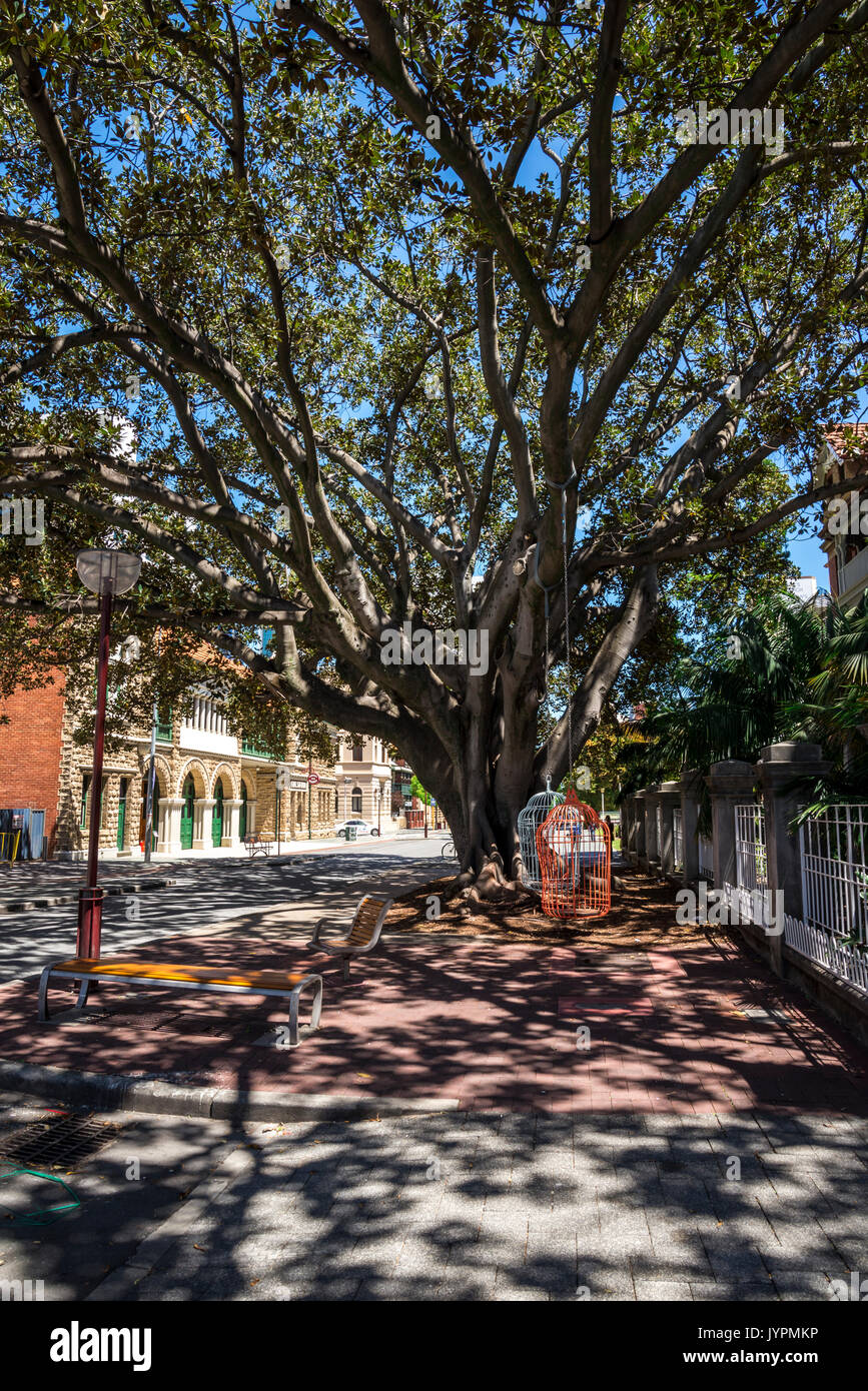 Large tree with hanging man size birdcages on Murray Street, Perth City ...