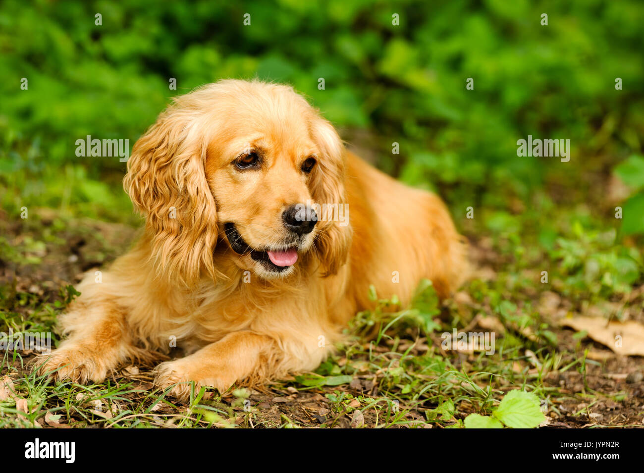 Cocker Spaniel Dog Stock Photo - Alamy