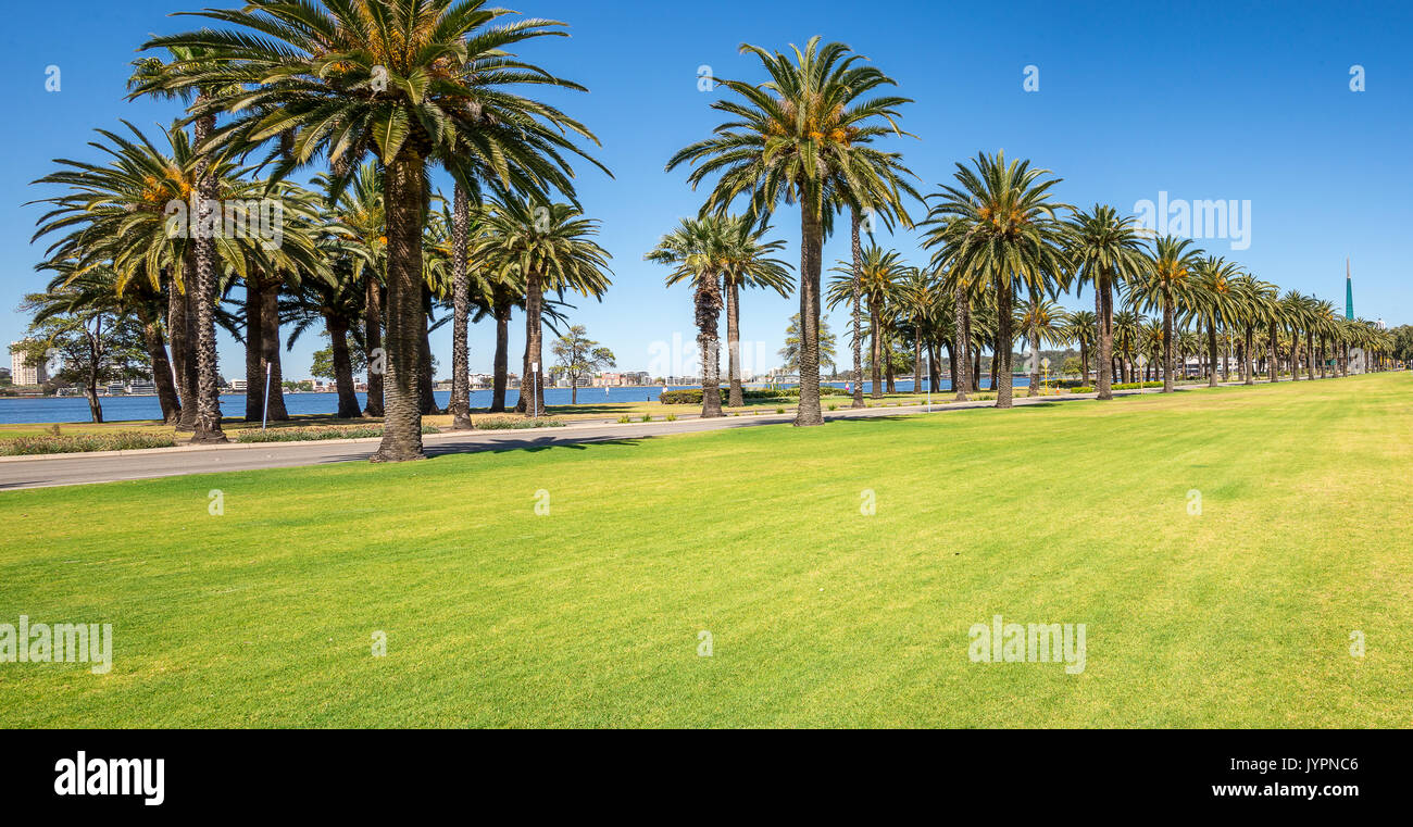 Palm trees in Langley Park along Riverside Drive and Swan River in ...
