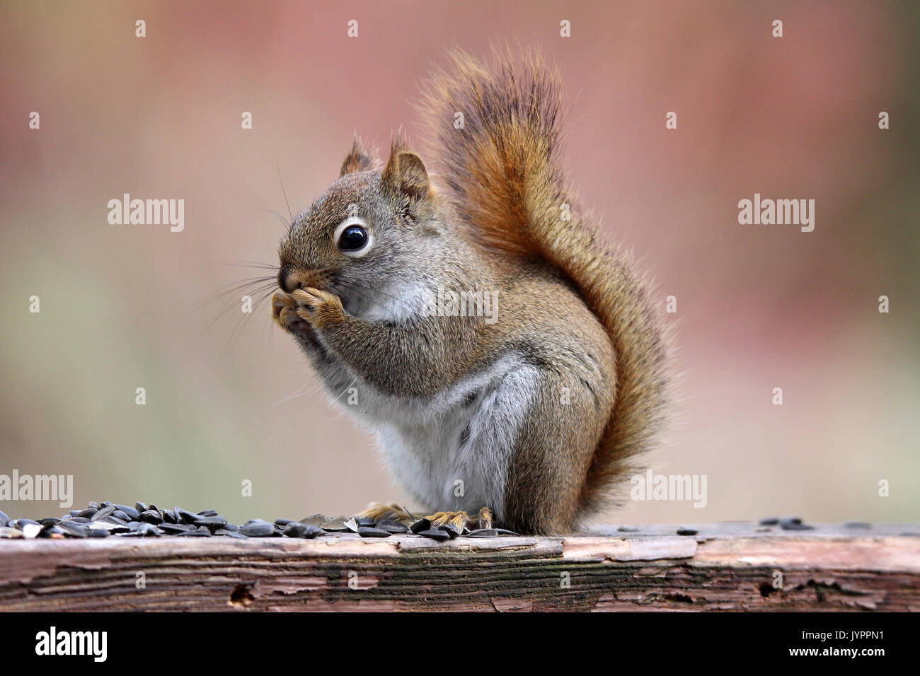 A little American red squirrel Tamiasciurus hudsonicus eating seeds in ...