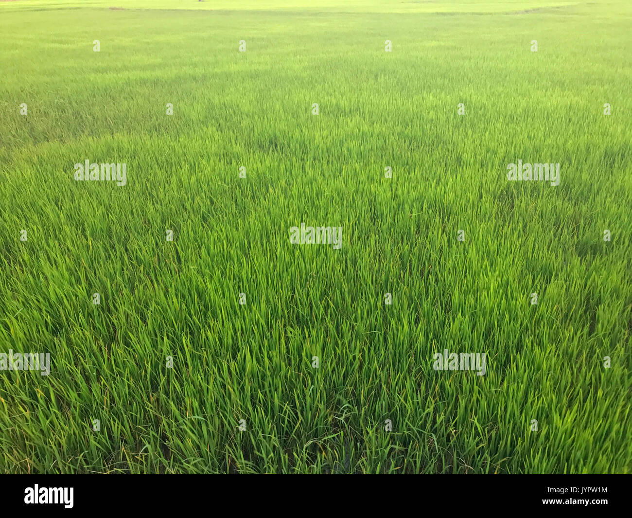 Background with green growth rice on farm of thailand Stock Photo - Alamy