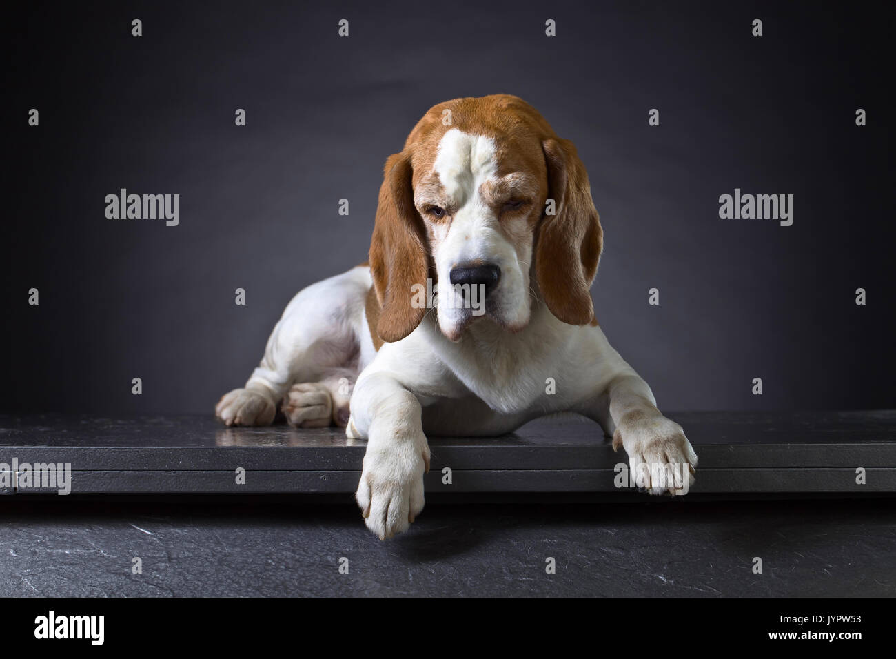 Portrait of an old dog staring at the bottom . Purebred adult Beagle on ...