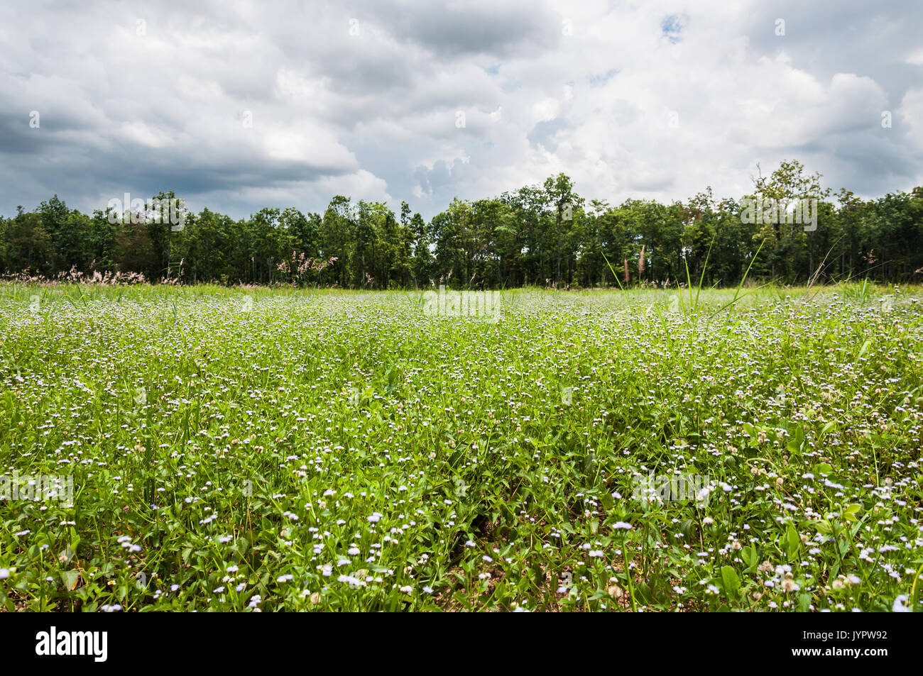 Beautiful countryside scene field hi-res stock photography and images ...