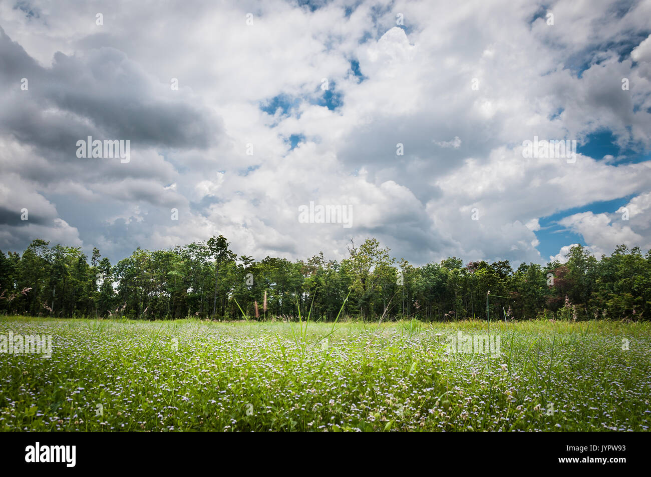 Beautiful summer landscape with flowers field Stock Photo - Alamy