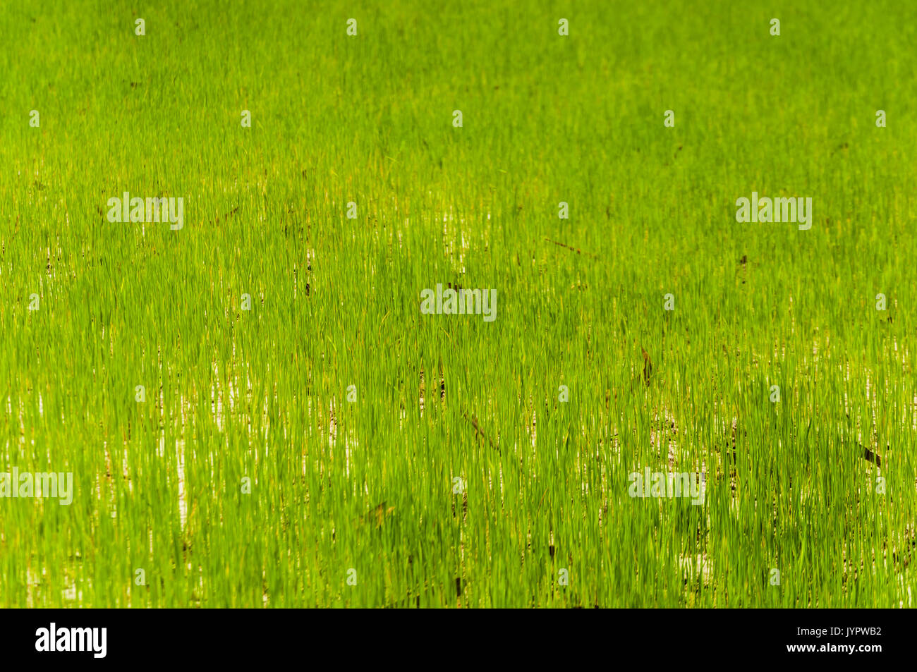 Green field of Rice farm in Thailand Stock Photo - Alamy