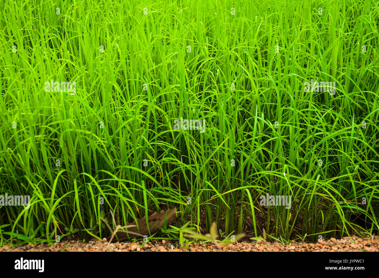 Close up to green field of Rice farm in Thailand Stock Photo - Alamy