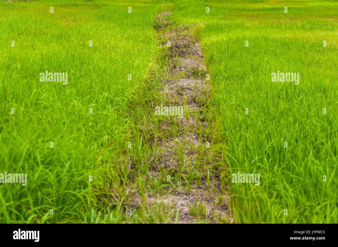 Small ground road between rice fields Stock Photo - Alamy