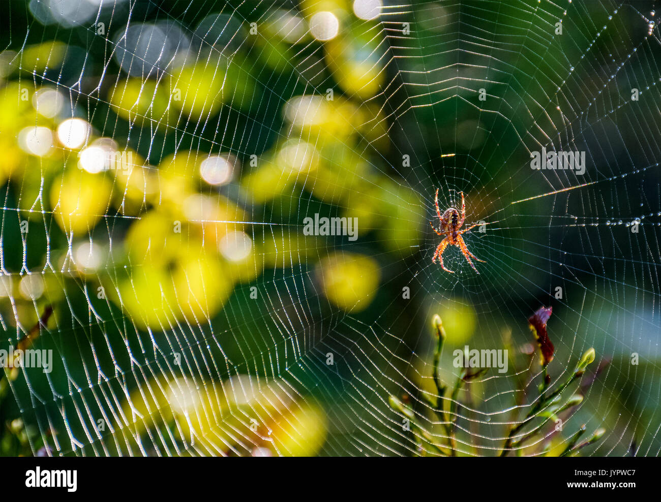 Red back spider hi-res stock photography and images - Alamy