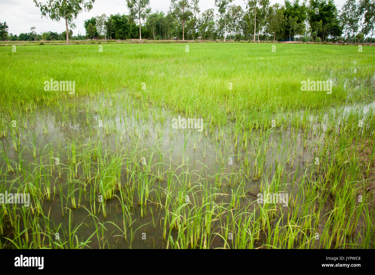 Rice thailand water hi-res stock photography and images - Alamy