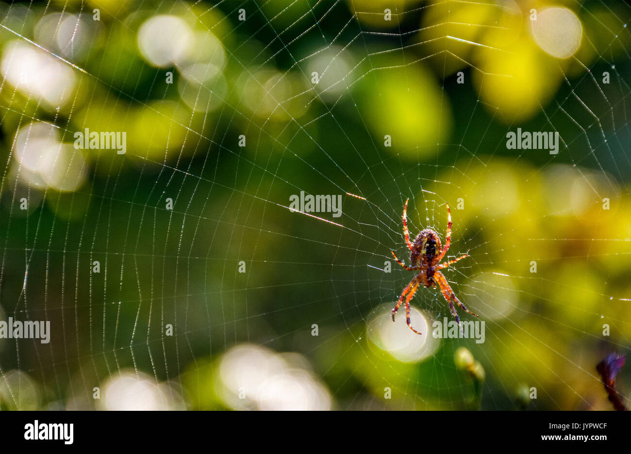 lovely background with spider in the web on beautiful foliage bokeh ...