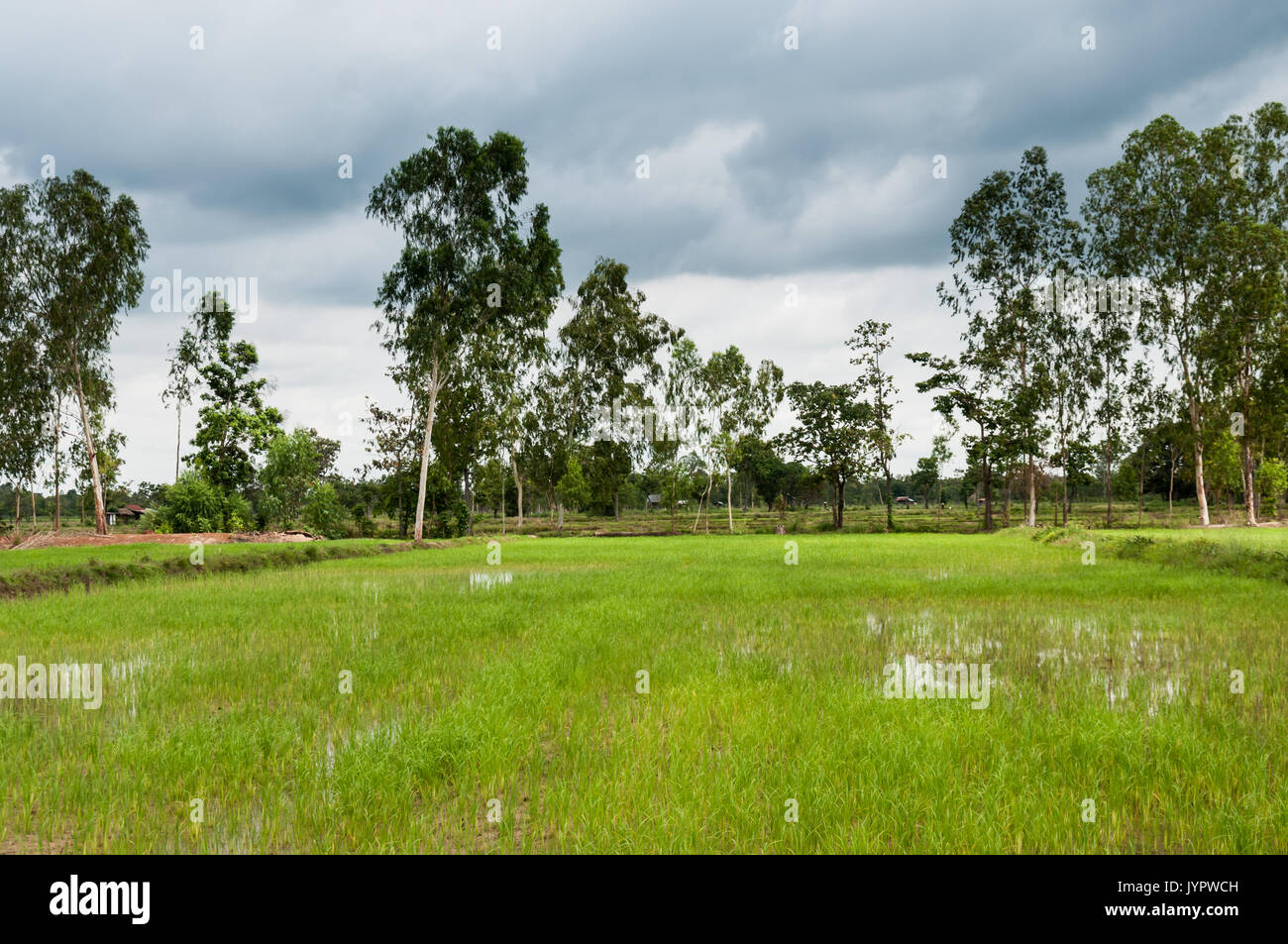 Forest behind fresh green rice filed in water Stock Photo - Alamy