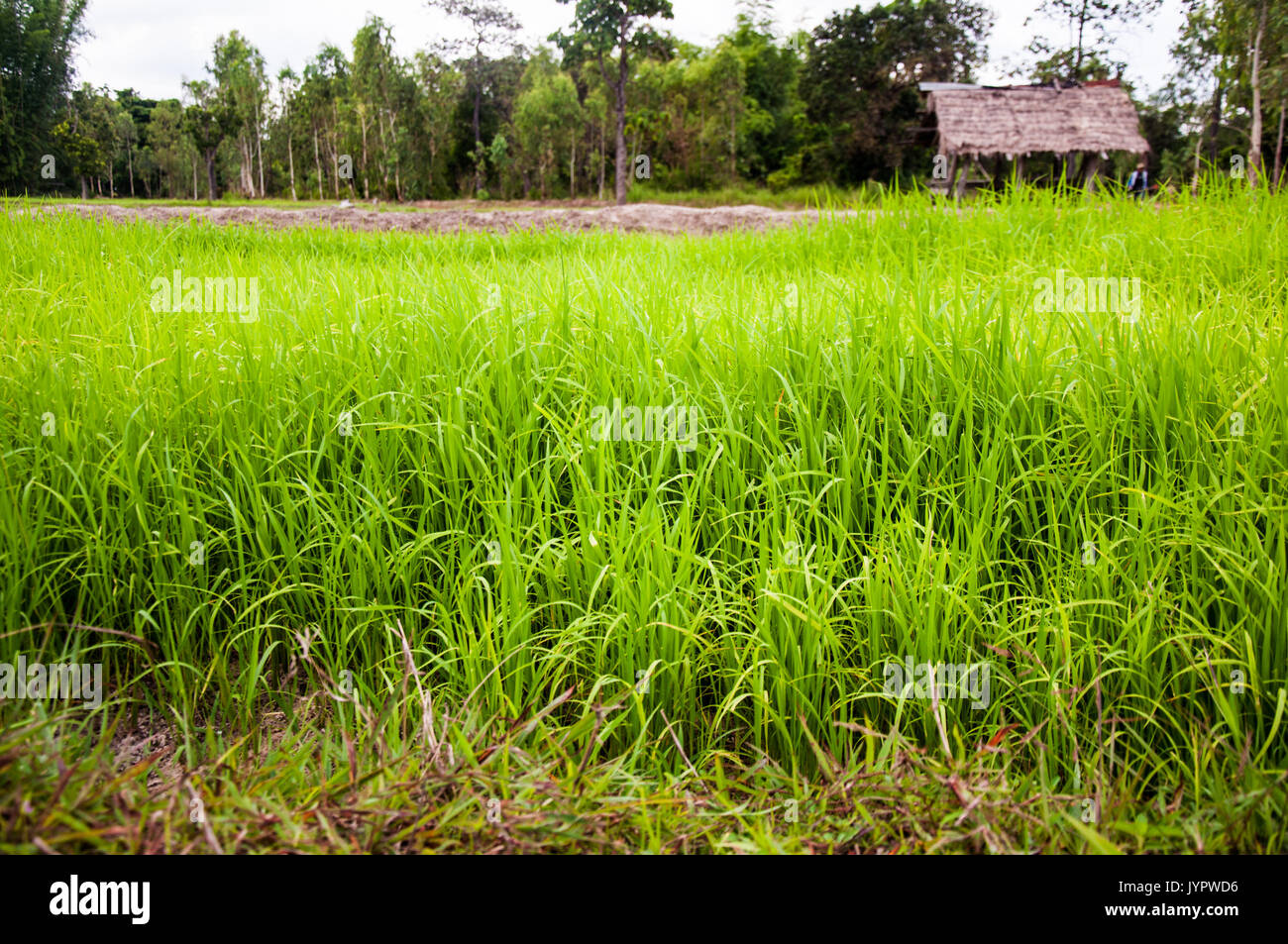 Down view from rice field farm in Thailand Stock Photo - Alamy