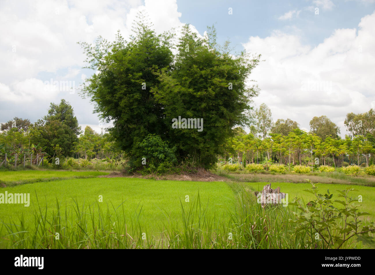 One big tree at center of rice field of Thailand countryside Stock ...