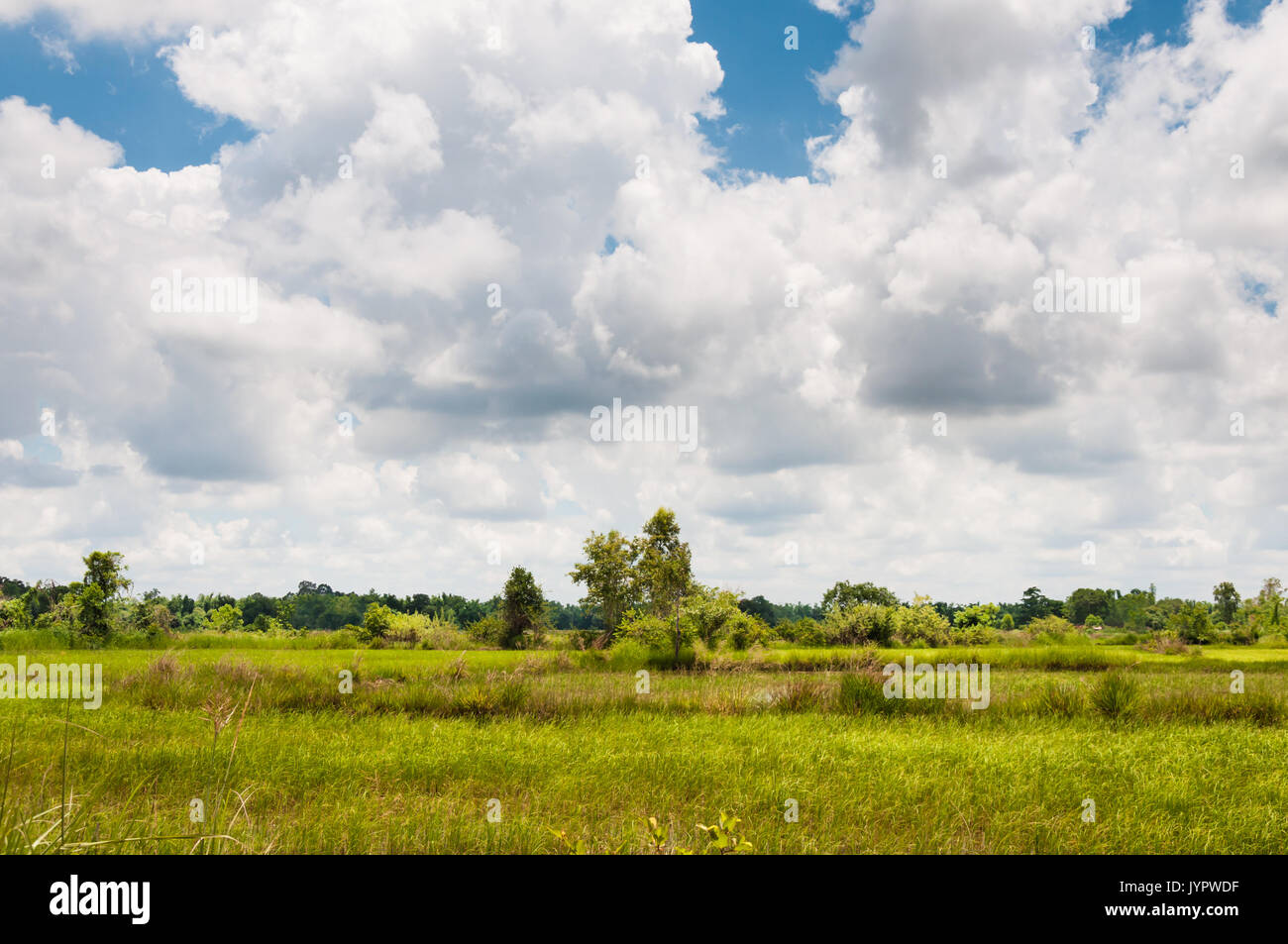 Heavy raining clouds over rice farm fields in Countryside of Thailand ...