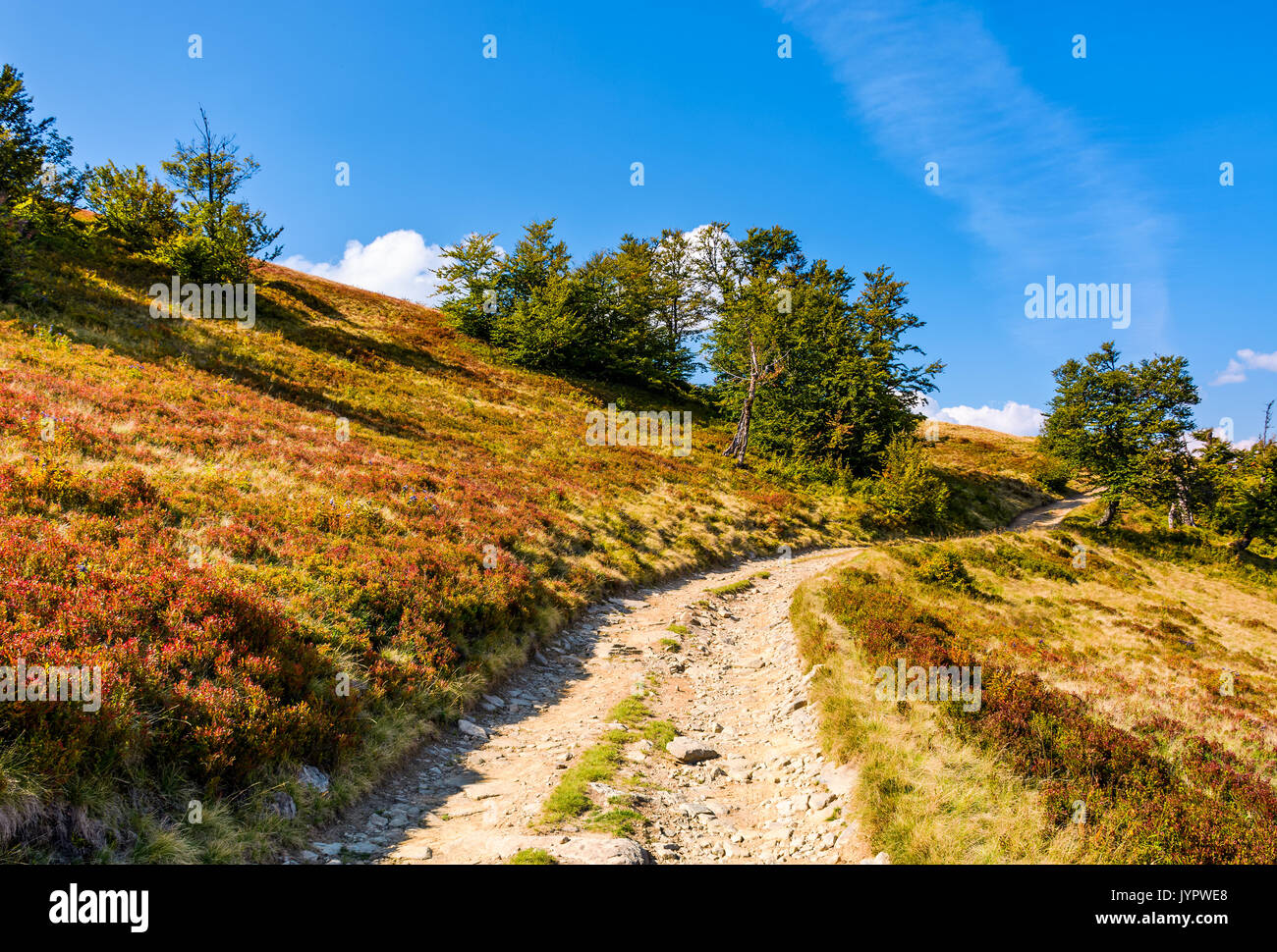 mountain road through hillside with forest. lovely grassy slopes in ...