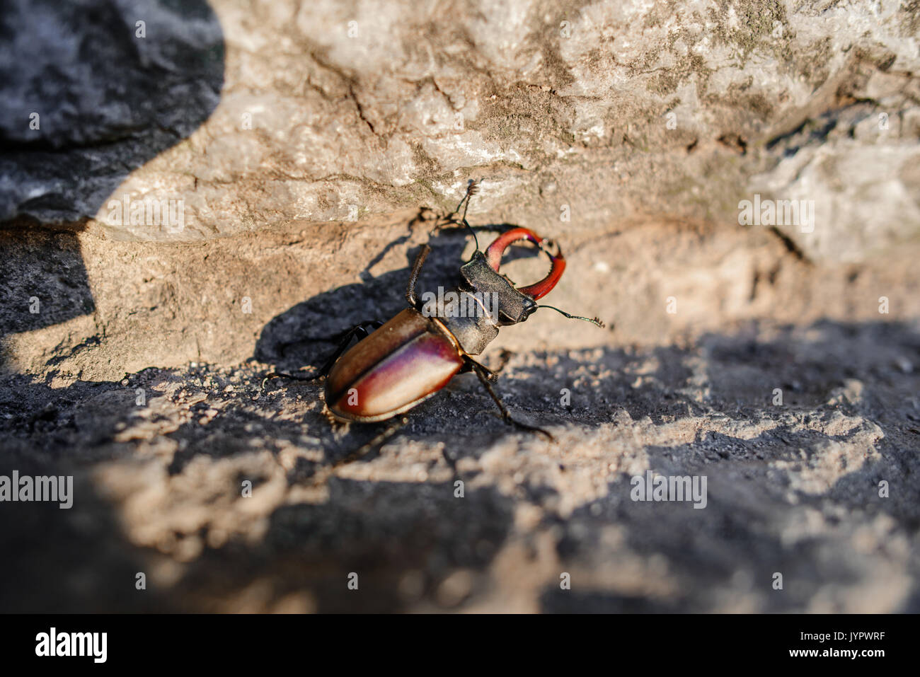 Beetle of lucanus lucanus cervus or stag beetl in wildlife on rock ...