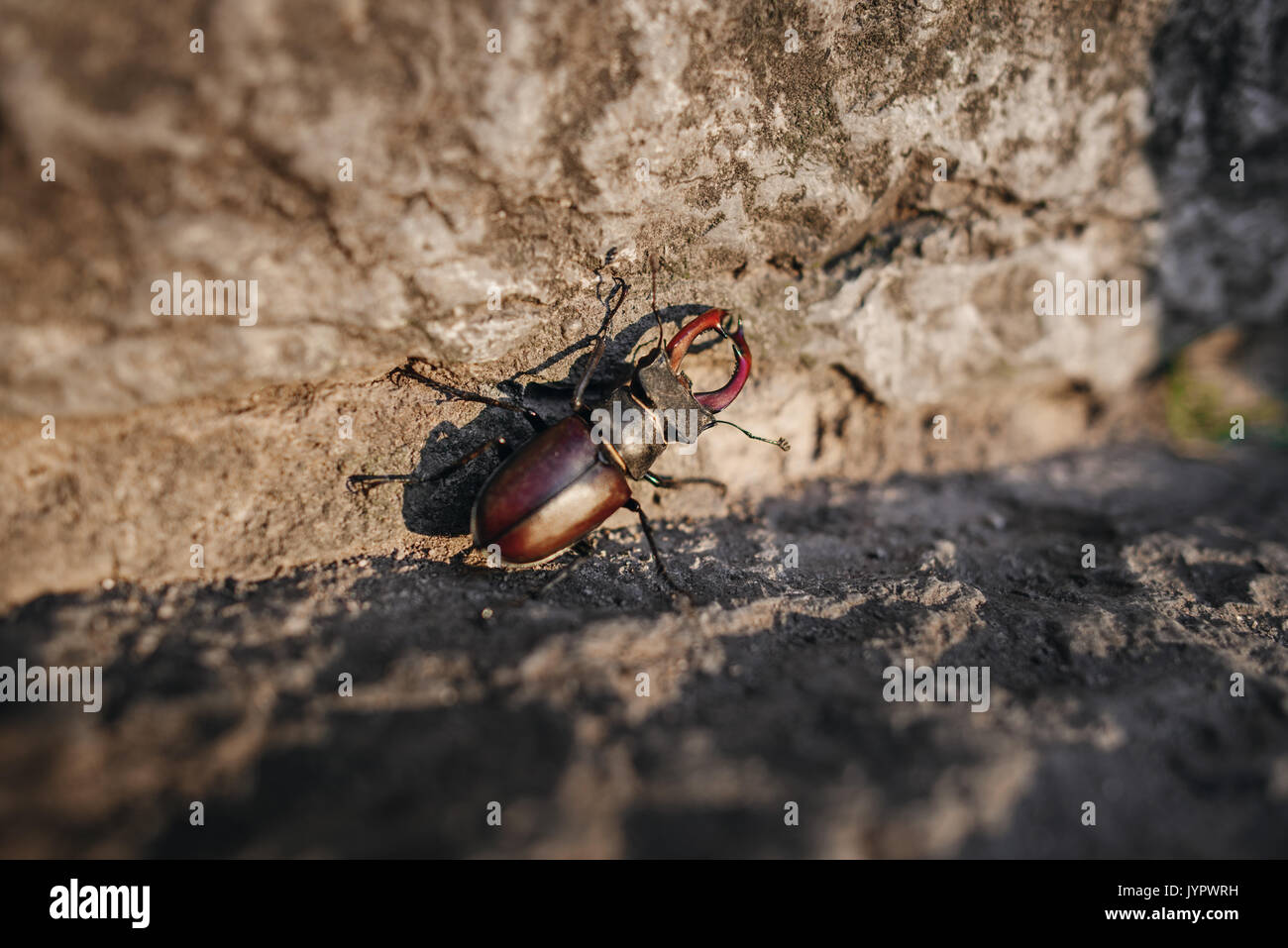 Beetle of lucanus lucanus cervus or stag beetl in wildlife on rock ...