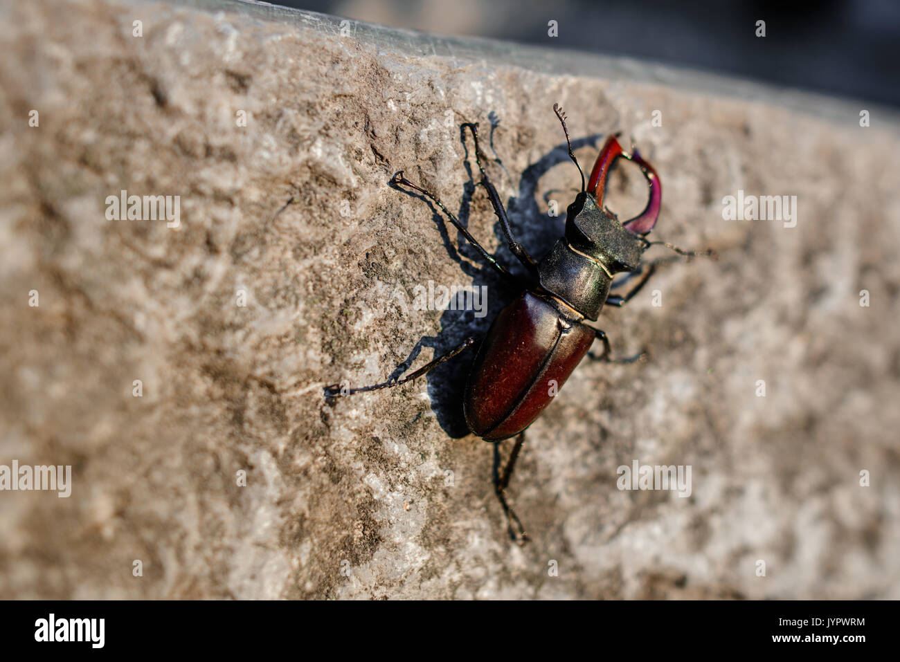 Beetle of lucanus lucanus cervus or stag beetl in wildlife on rock ...