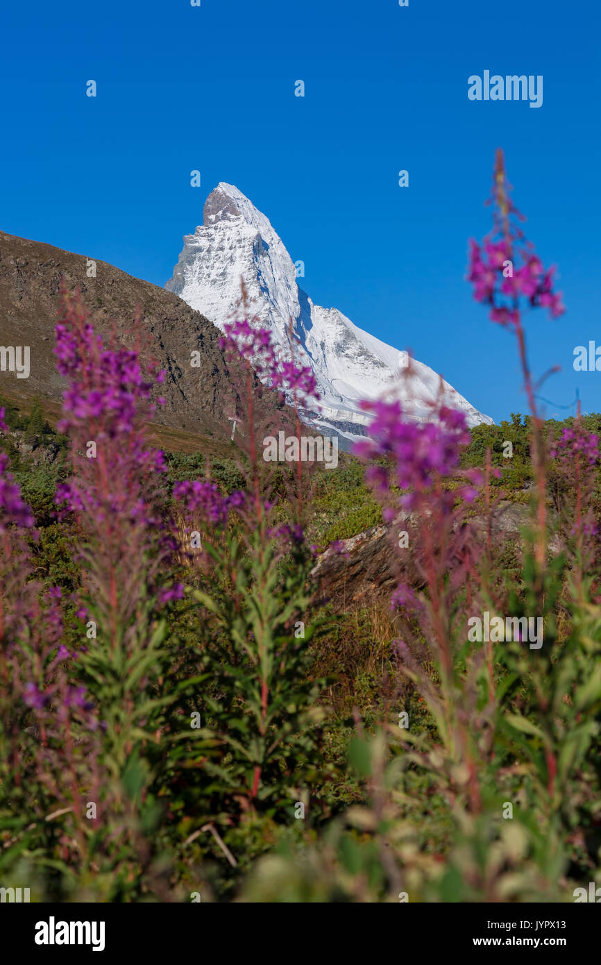 Matterhorn peak with beautiful flowers in Swiss Alps, Zermatt area ...