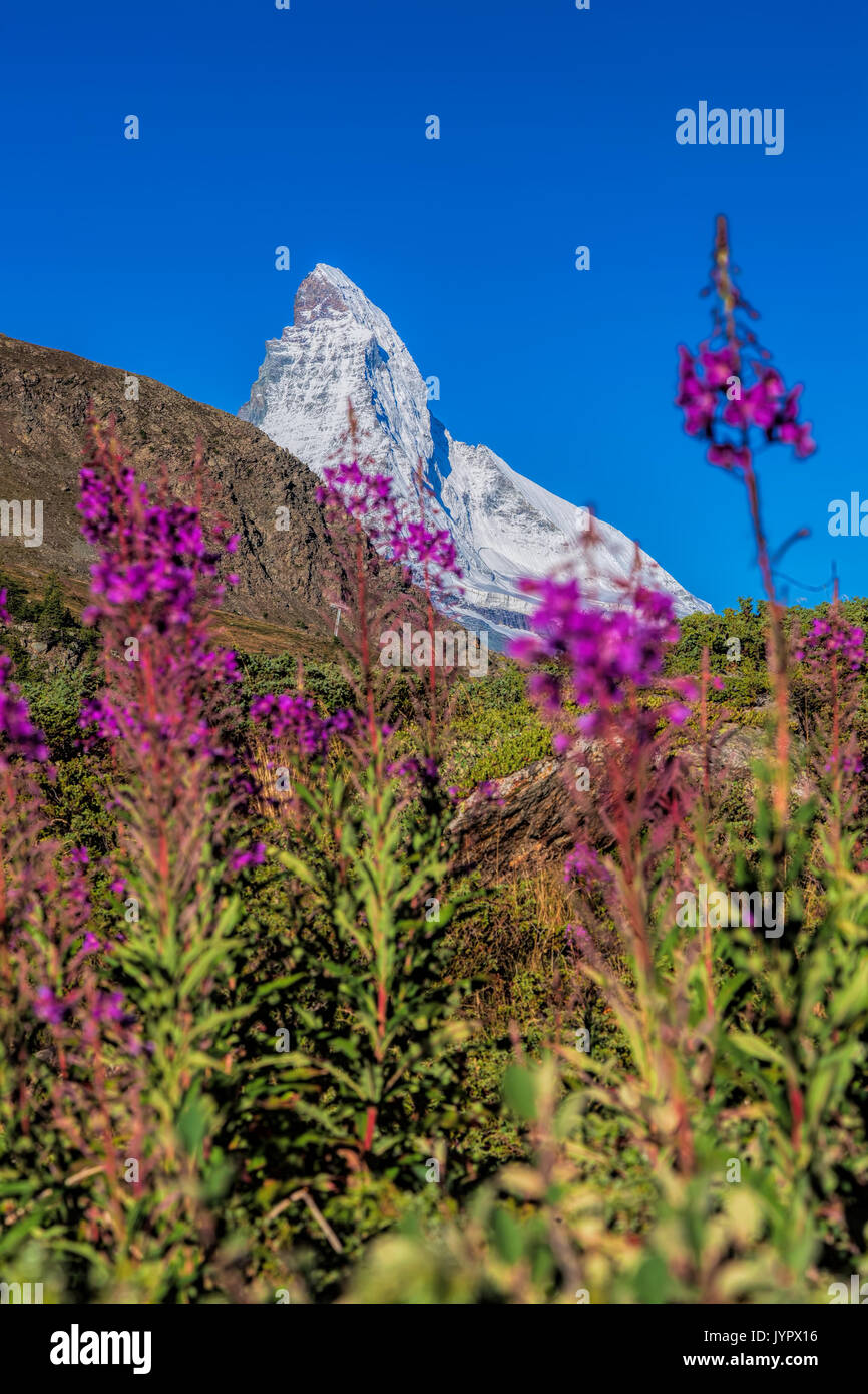 Matterhorn peak with beautiful flowers in Swiss Alps, Zermatt area ...