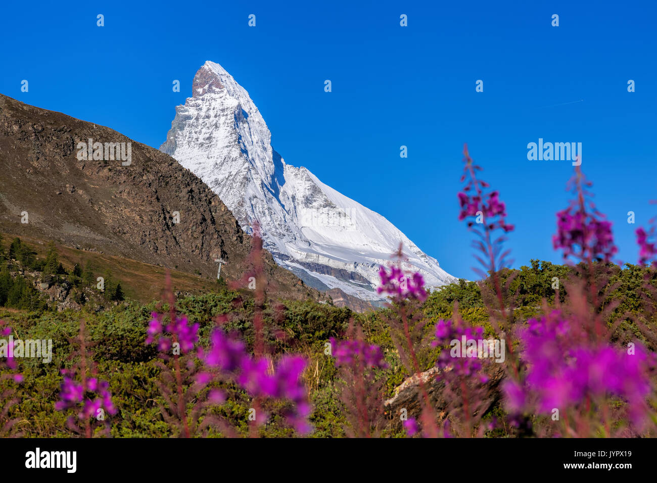 Matterhorn peak with beautiful flowers in Swiss Alps, Zermatt area ...
