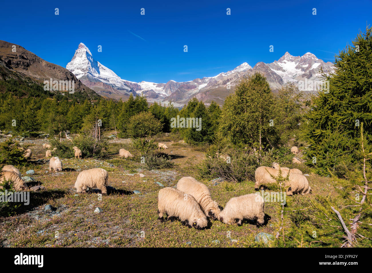 Swiss winter sheep hi-res stock photography and images - Alamy