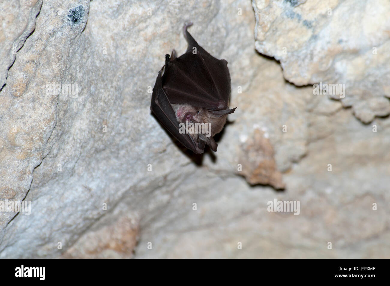 Greaterr Horseshoe Bat spending its day in an old cistern of the Roman ...
