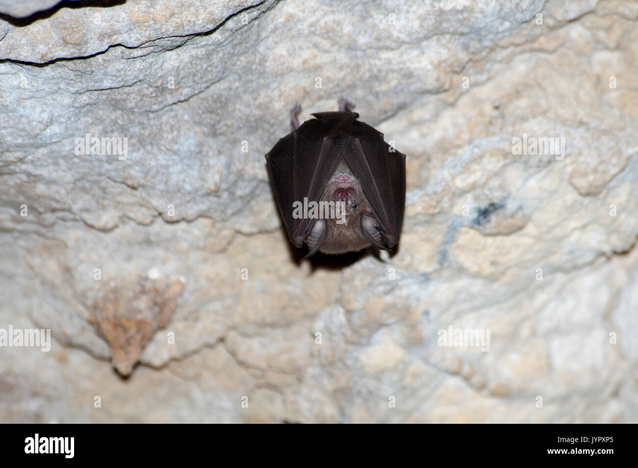 Greaterr Horseshoe Bat spending its day in an old cistern of the Roman ...
