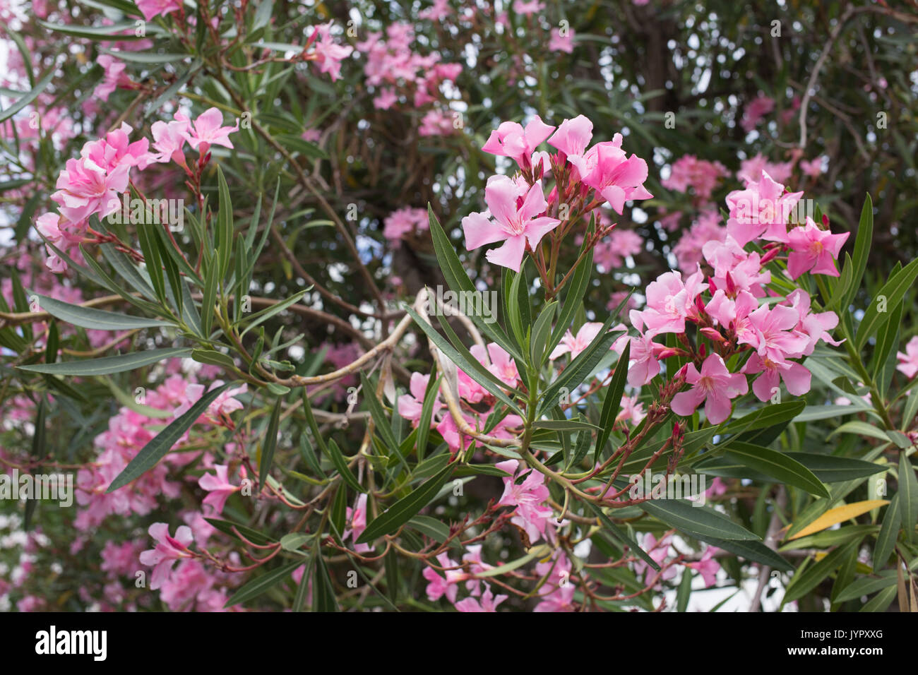 light pink oleander bush Stock Photo - Alamy
