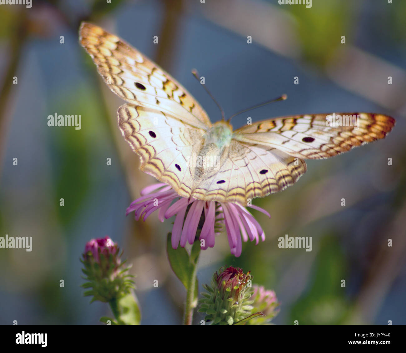 White spots on butterfly wings hi-res stock photography and images - Alamy